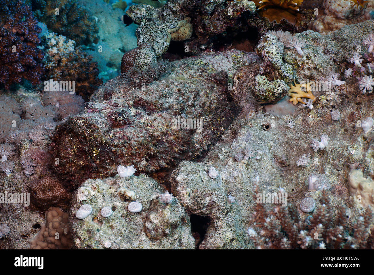 Reef Steinfisch, Gift Krötenfisch, steinfisch (Synanceia verrucosa), im ...