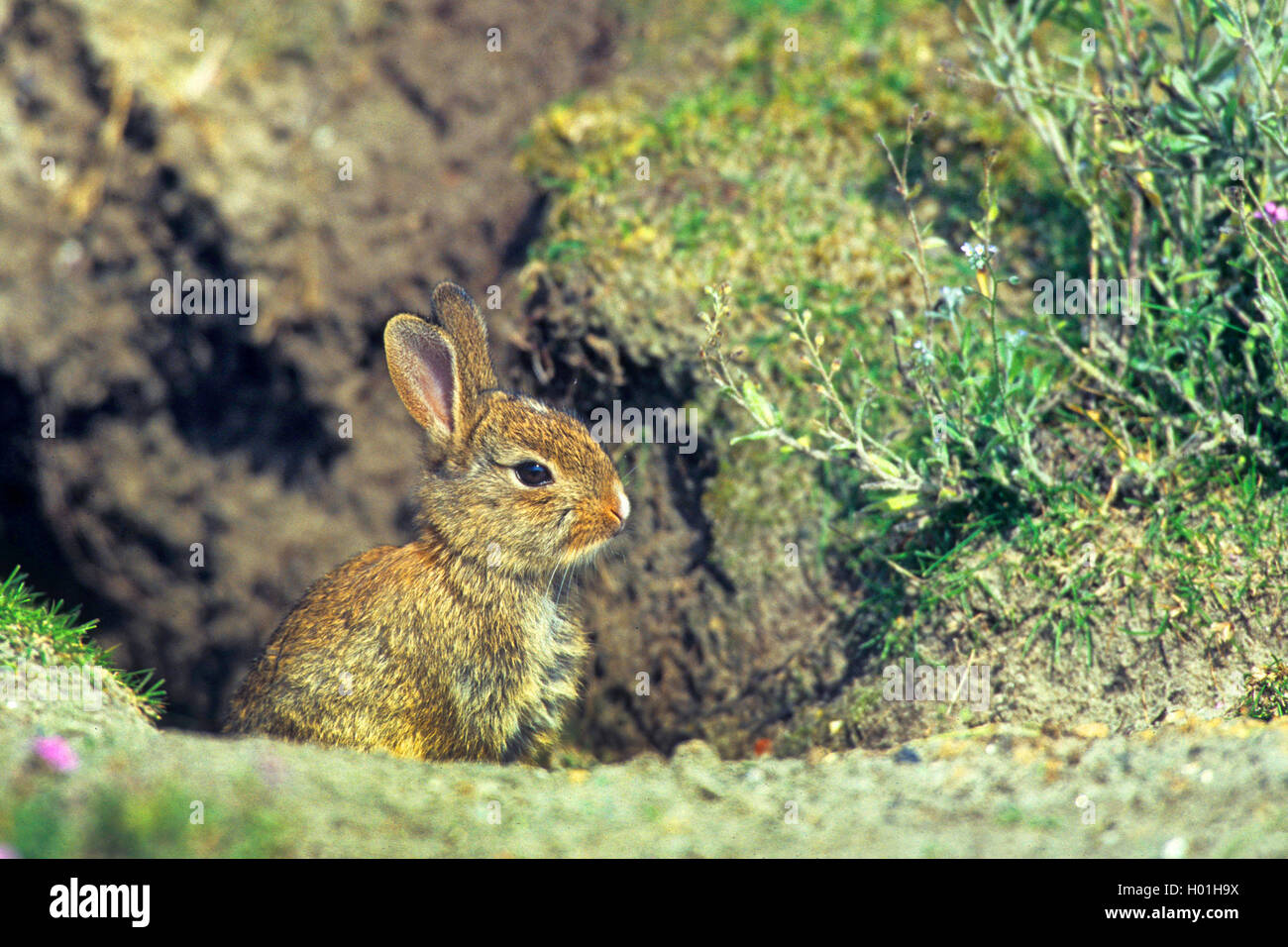 Europaeisches Wildkaninchen (Oryctolagus Cuniculus), Jungtier Sitzt bin ...