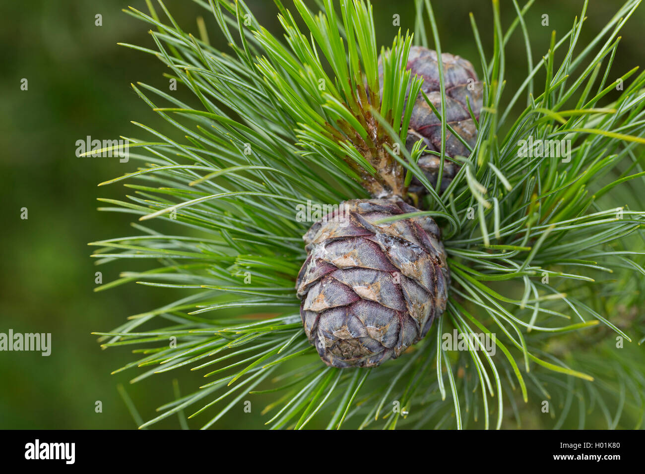 Die Zirbe, Zirbelkiefer (Pinus cembra), Zweigniederlassung, mit Kegel ...