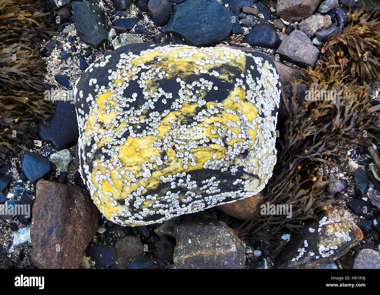 Algen und seepocken -Fotos und -Bildmaterial in hoher Auflösung – Alamy