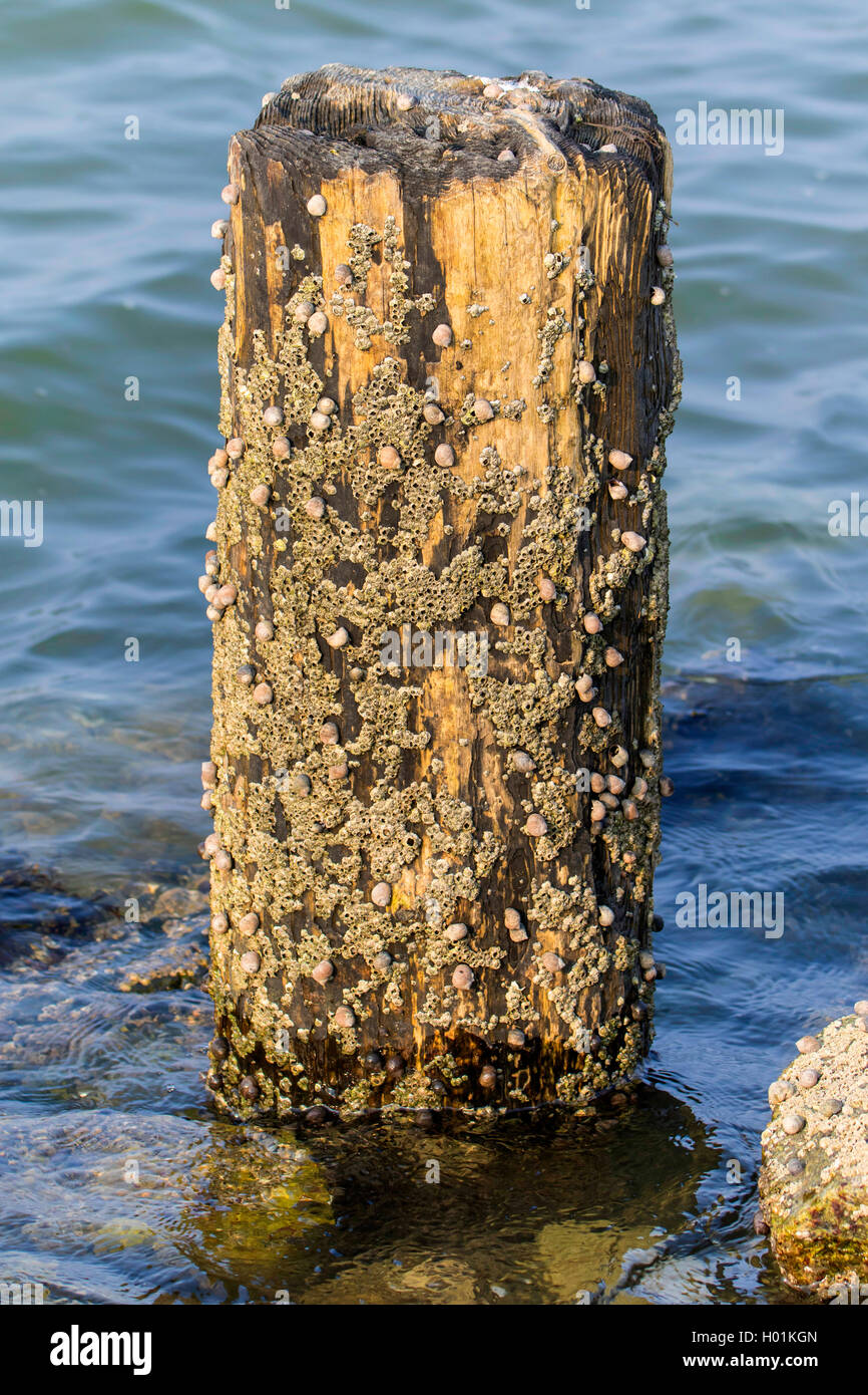 Essbare strandschnecken -Fotos und -Bildmaterial in hoher Auflösung – Alamy