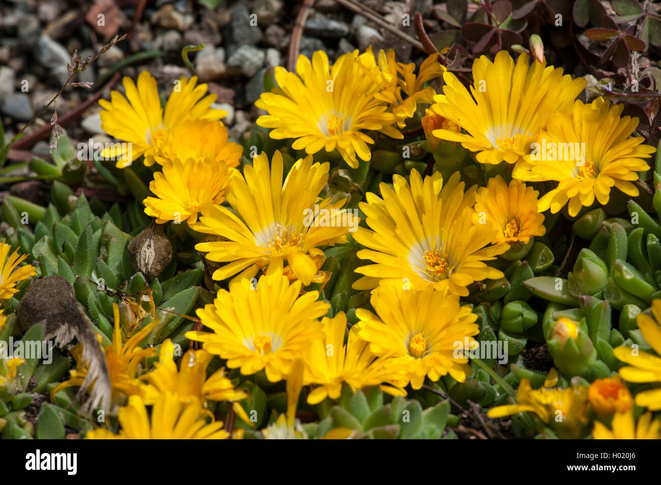 Ice plant delosperma flower -Fotos und -Bildmaterial in hoher Auflösung ...