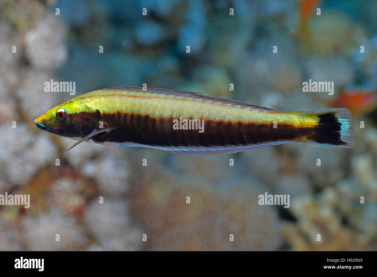 Labridae lippfische -Fotos und -Bildmaterial in hoher Auflösung – Alamy