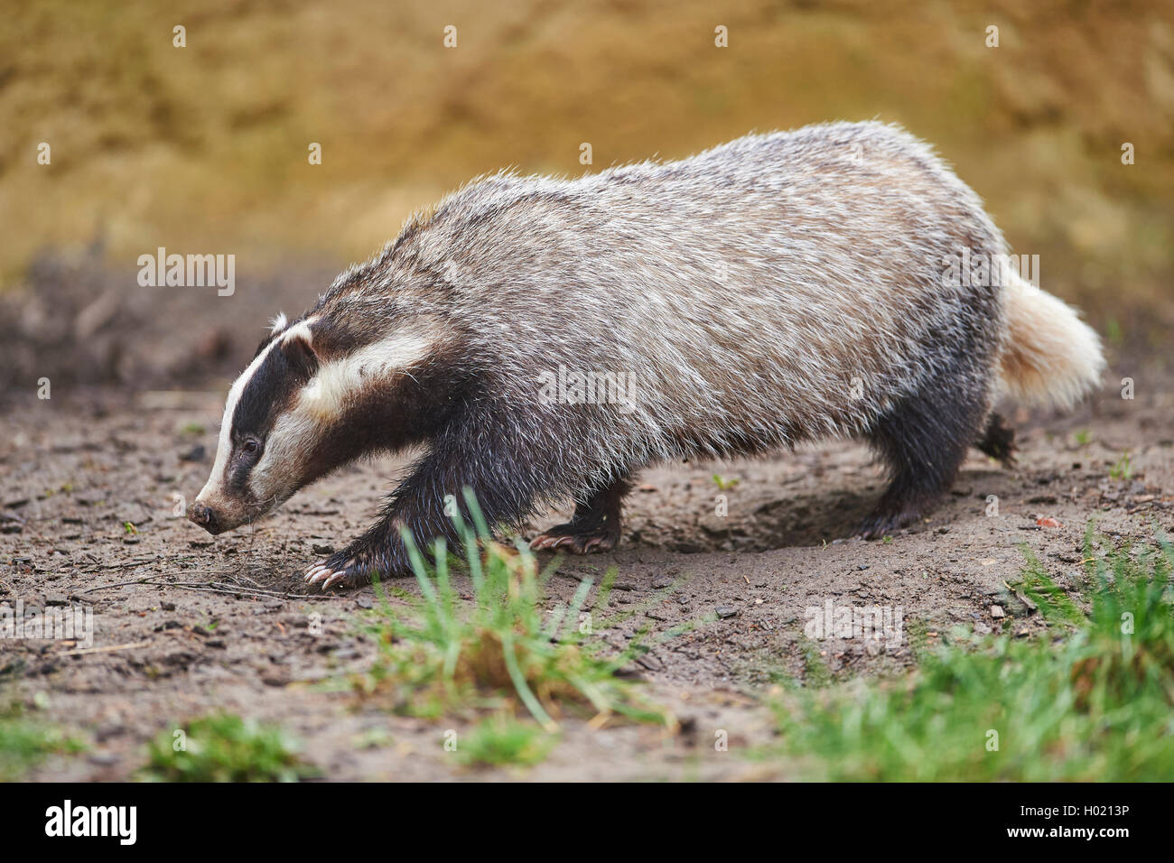 Europaeischer Dachs, Eurasischer Dachs, Dachs (Meles Meles), Laufender ...