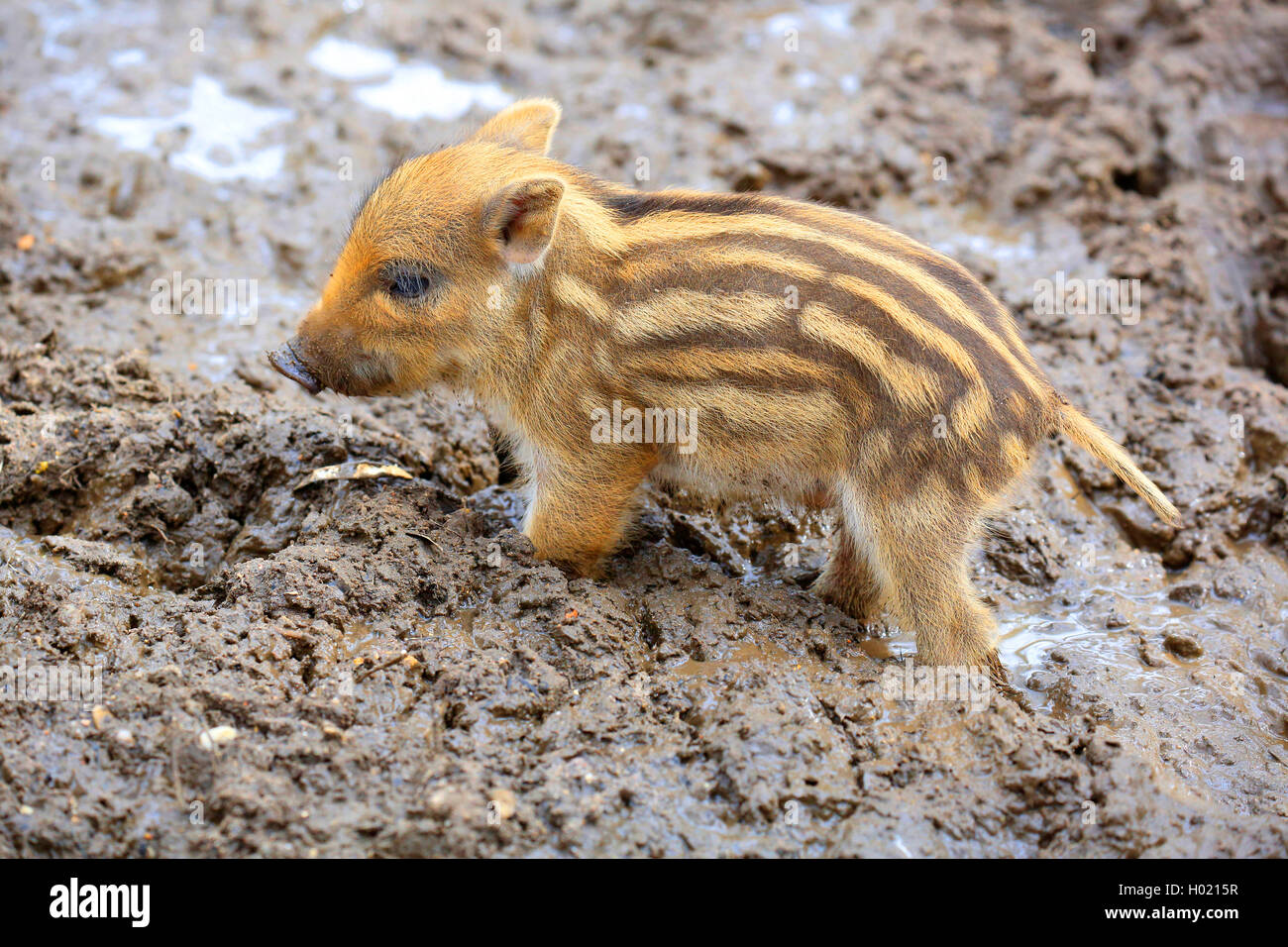 Wilde Eber, Schwein, Wildschwein (Sus scrofa), The im Schlamm ...