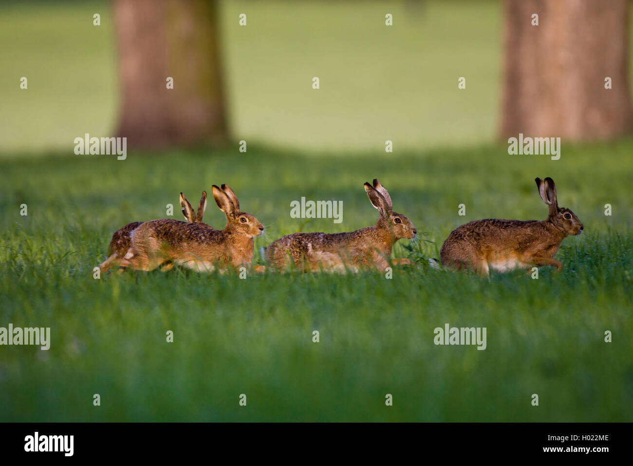 Hasen Gruppe Stockfotos & Hasen Gruppe Bilder - Alamy