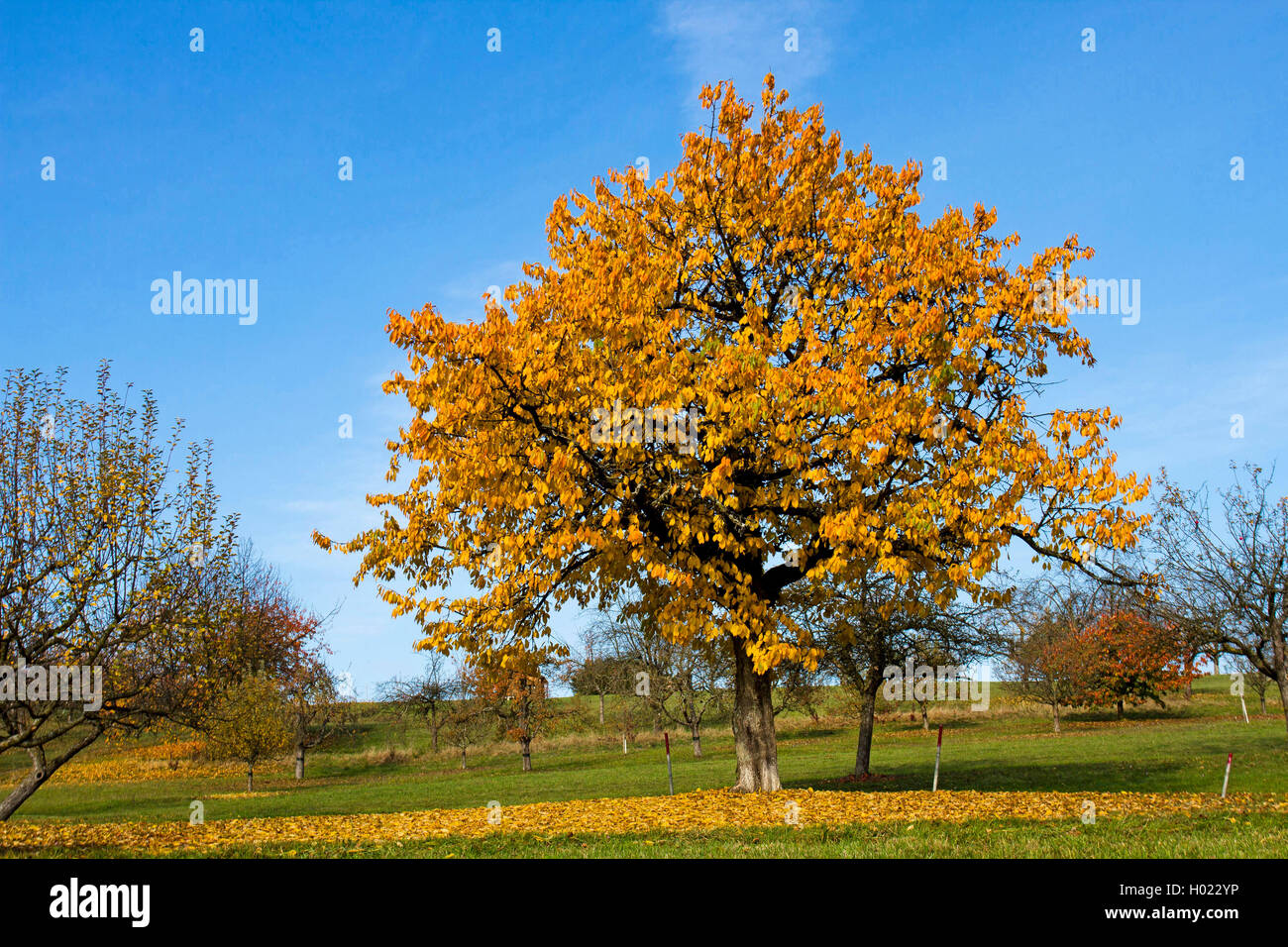 Einzelner kirschbaum im herbst -Fotos und -Bildmaterial in hoher ...