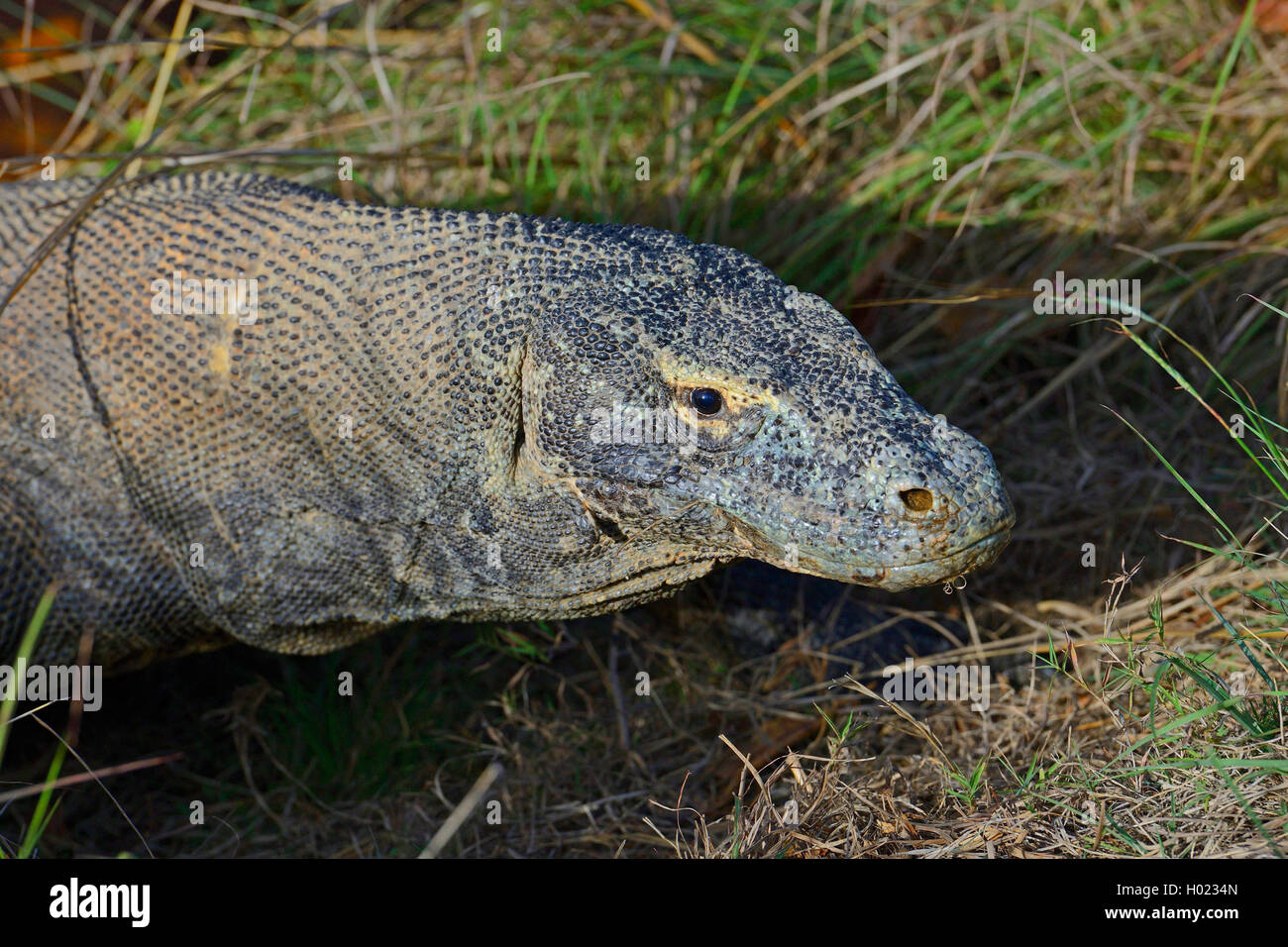 Komodo-Waran, Komodo Waran, Komodowaran (Varanus Komodoensis), Portraet ...