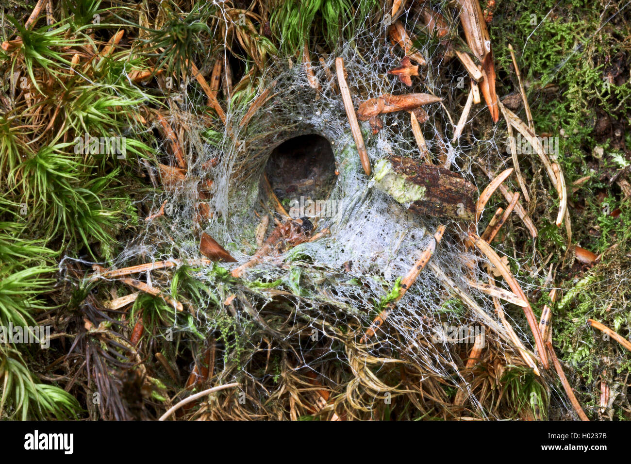 Erd-Finsterspinne, Erdfinsterspinne, Waldboden-Finsterspinne ...