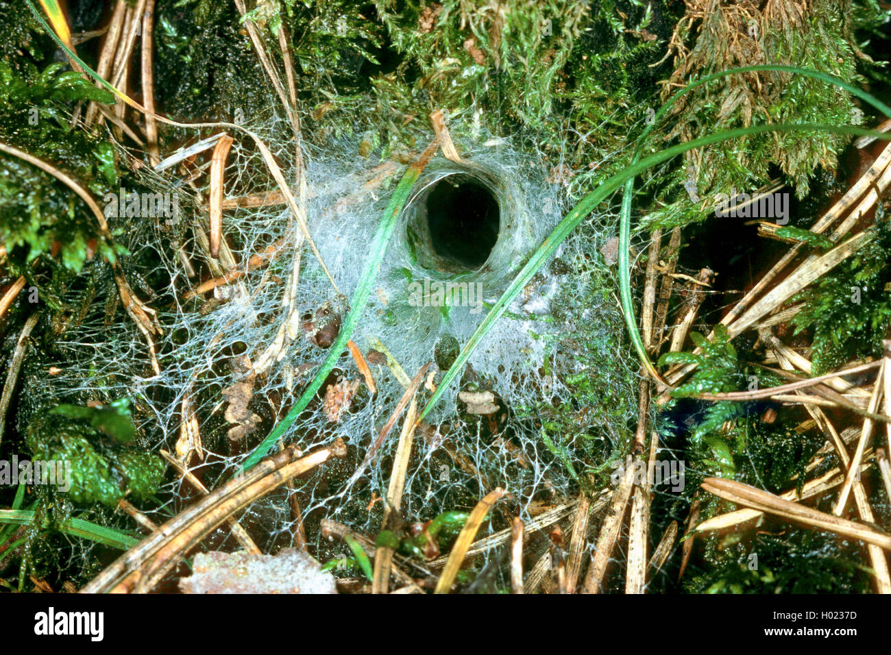 Erd-Finsterspinne, Erdfinsterspinne, Waldboden-Finsterspinne ...