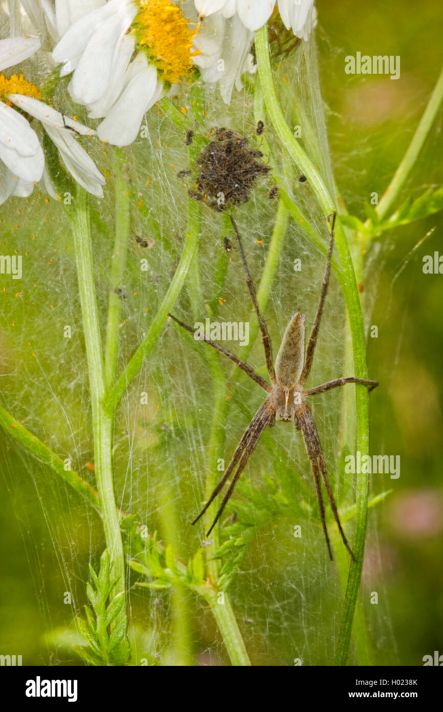 Listspinne, Liste-Spinne, Raubspinne, Köder-Spinne, Brautgeschenkspinne ...