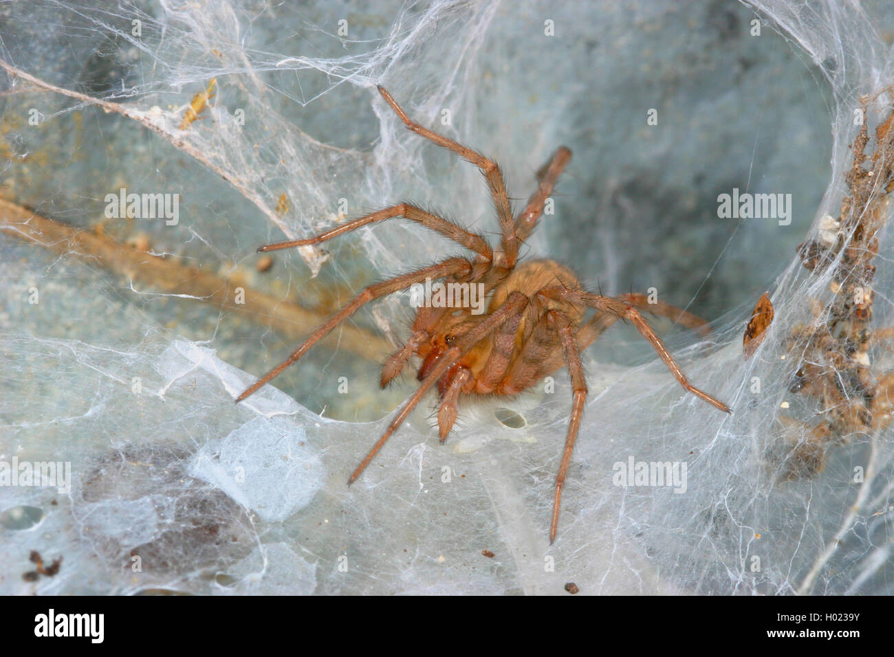 Winkelspinne, Winkel-Spinne, Trichterspinne, Trichter-Spinne ...