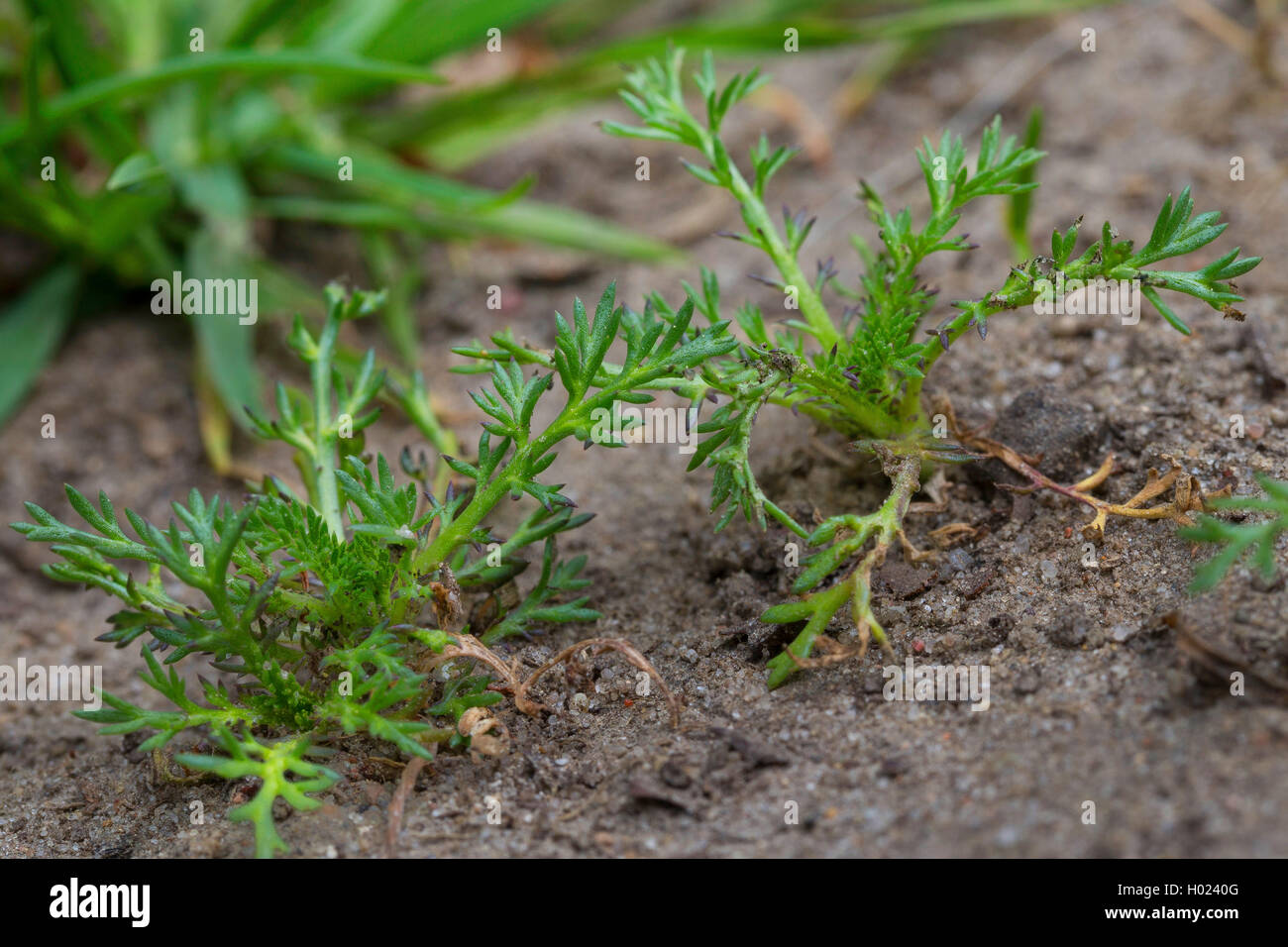 Pineappleweed, wilde Kamille, Disc mayweed (Matricaria discoidea ...