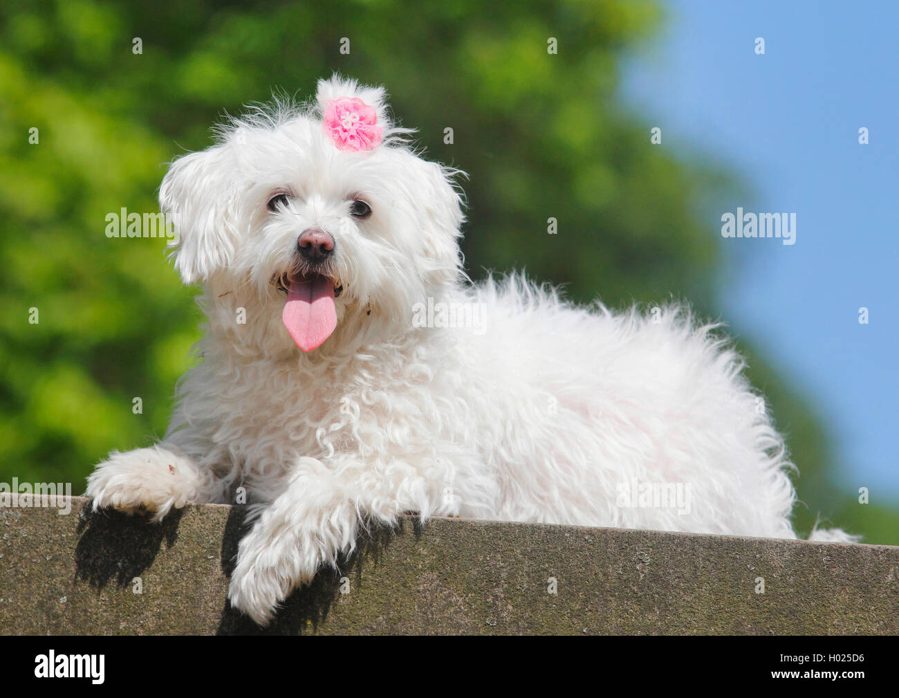 Maltesisch (Canis lupus f. familiaris), sieben Jahre alt war - Hund ...