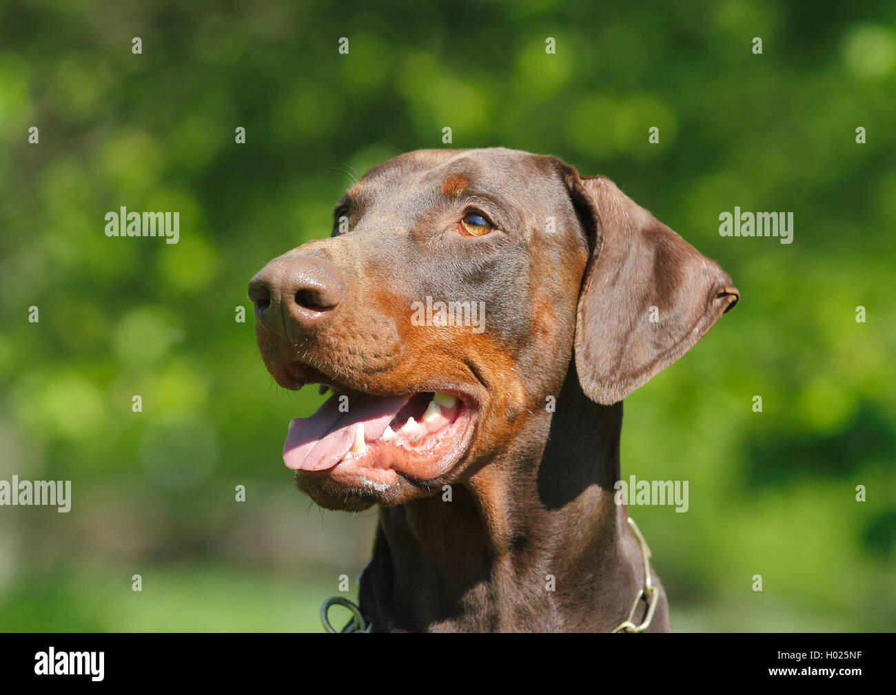Dobermann (Canis lupus f. familiaris), drei Jahre alt brauner Rüde ...