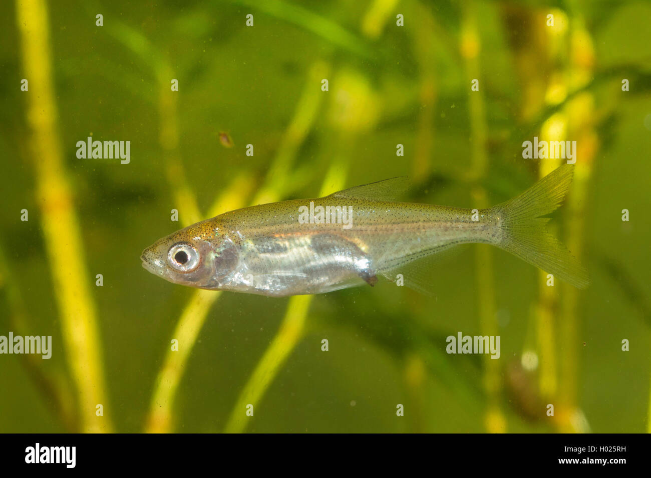 Gemeinsame Brachsen, Brassen, Karpfen Brassen (abramis Brama ...