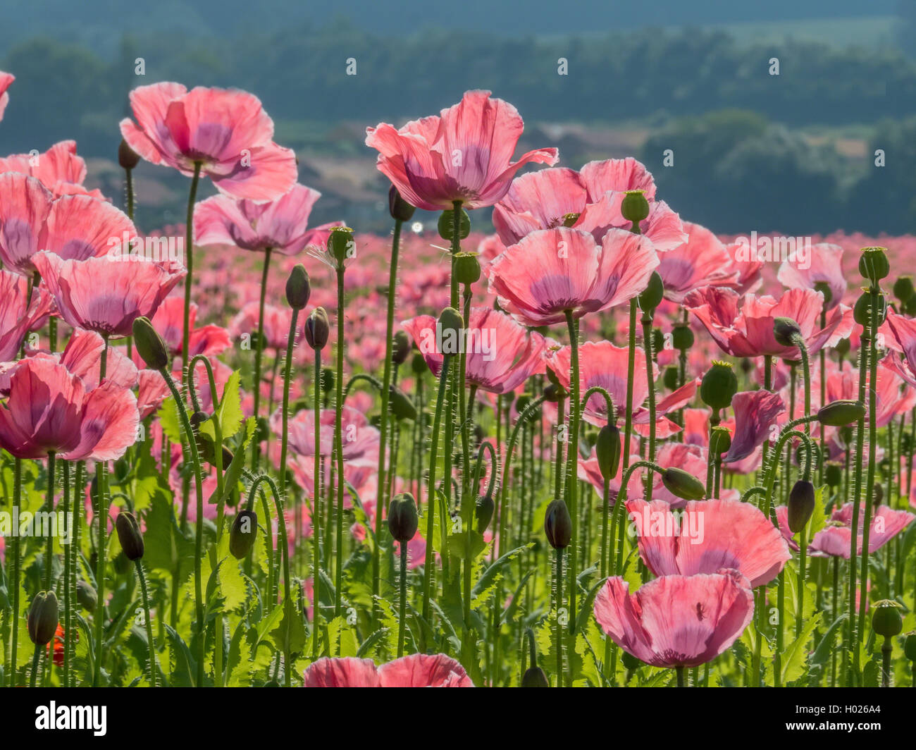 Schlafmohn (Papaver somniferum), blühenden Feld, Österreich ...