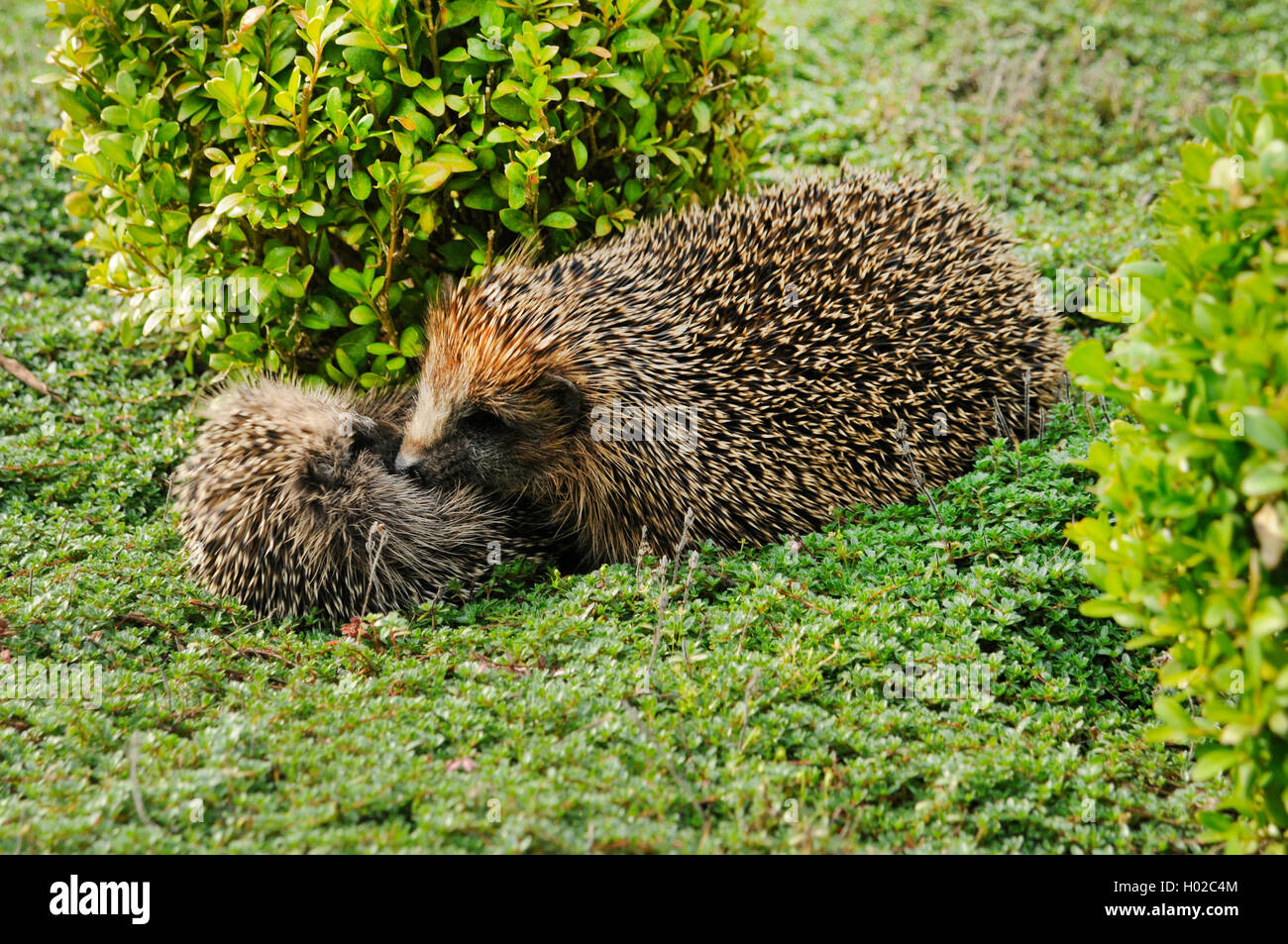 Europaeischer Igel, Westeuropaeischer Igel, Westigel, West-Igel ...
