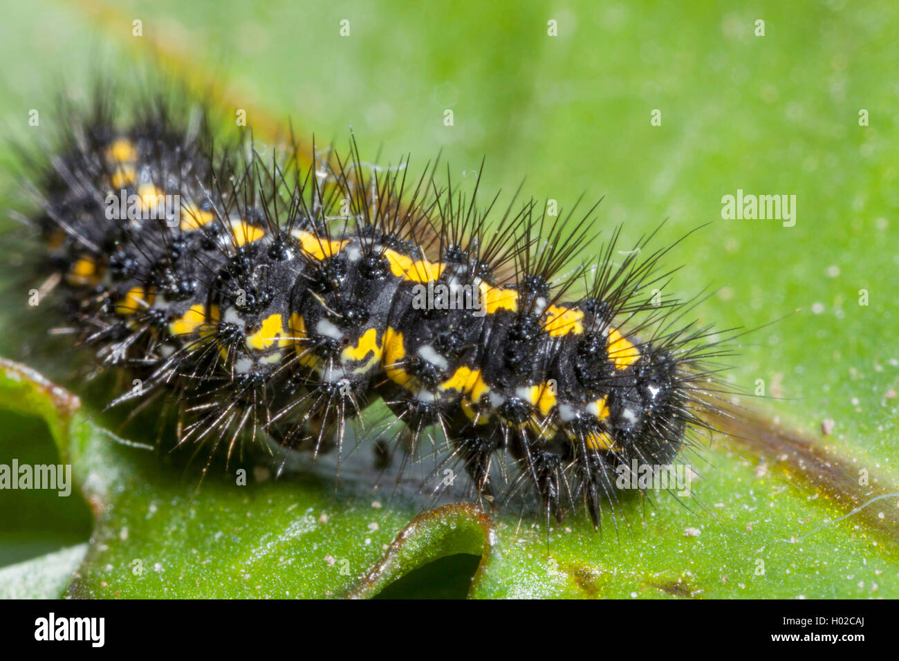 Bayerische tiger -Fotos und -Bildmaterial in hoher Auflösung – Alamy