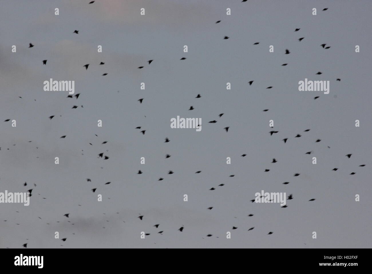 Vögel migrieren, ein wunderschönes Bild von Staren Migration, Roma, Rom ...