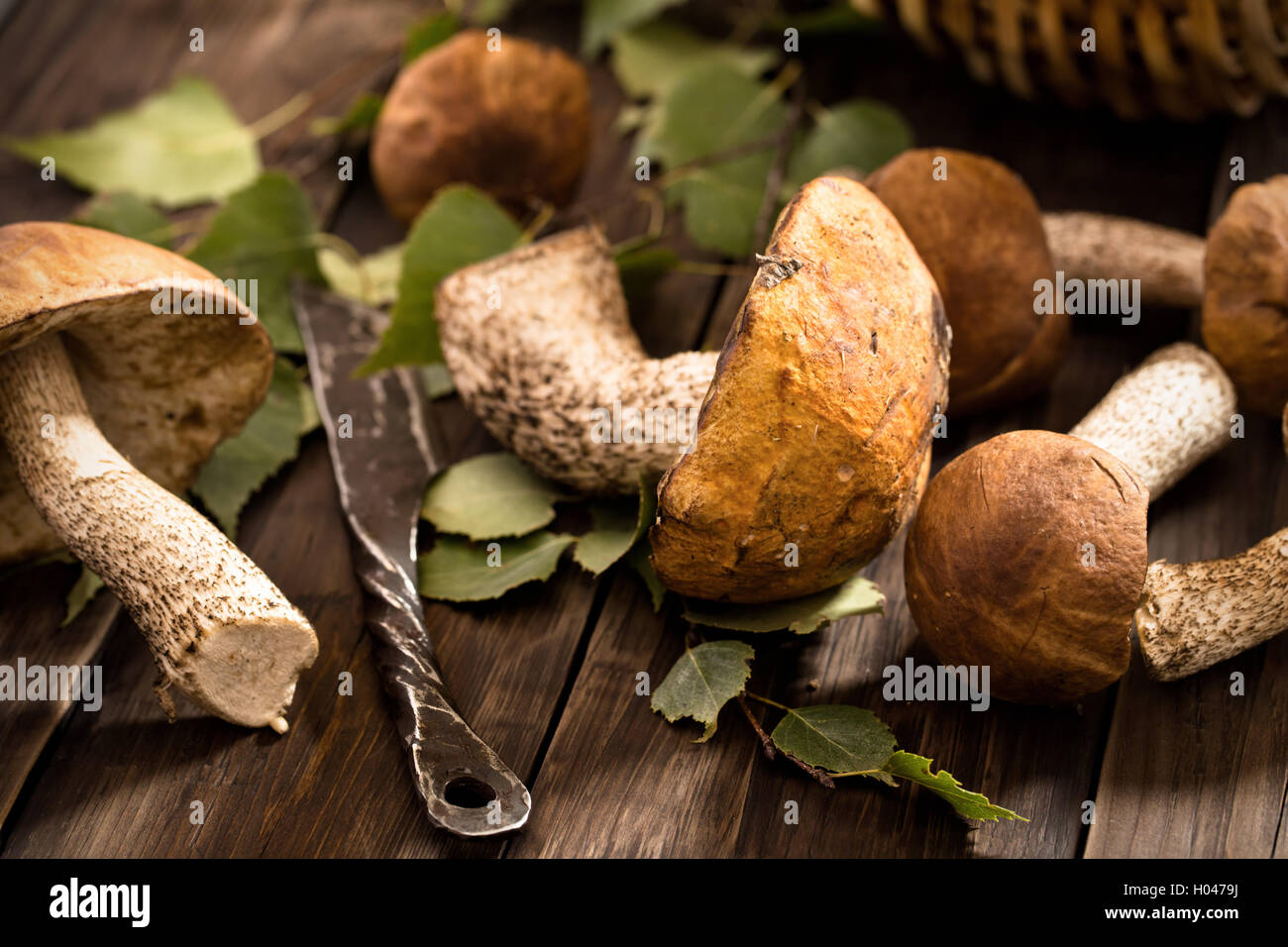 Wilder schwarzer pilz -Fotos und -Bildmaterial in hoher Auflösung – Alamy
