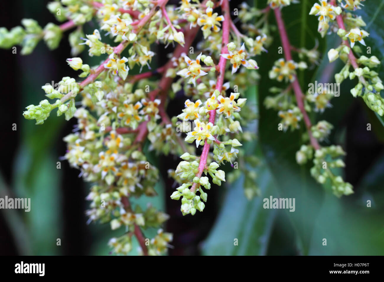 Mango tree flower -Fotos und -Bildmaterial in hoher Auflösung – Alamy