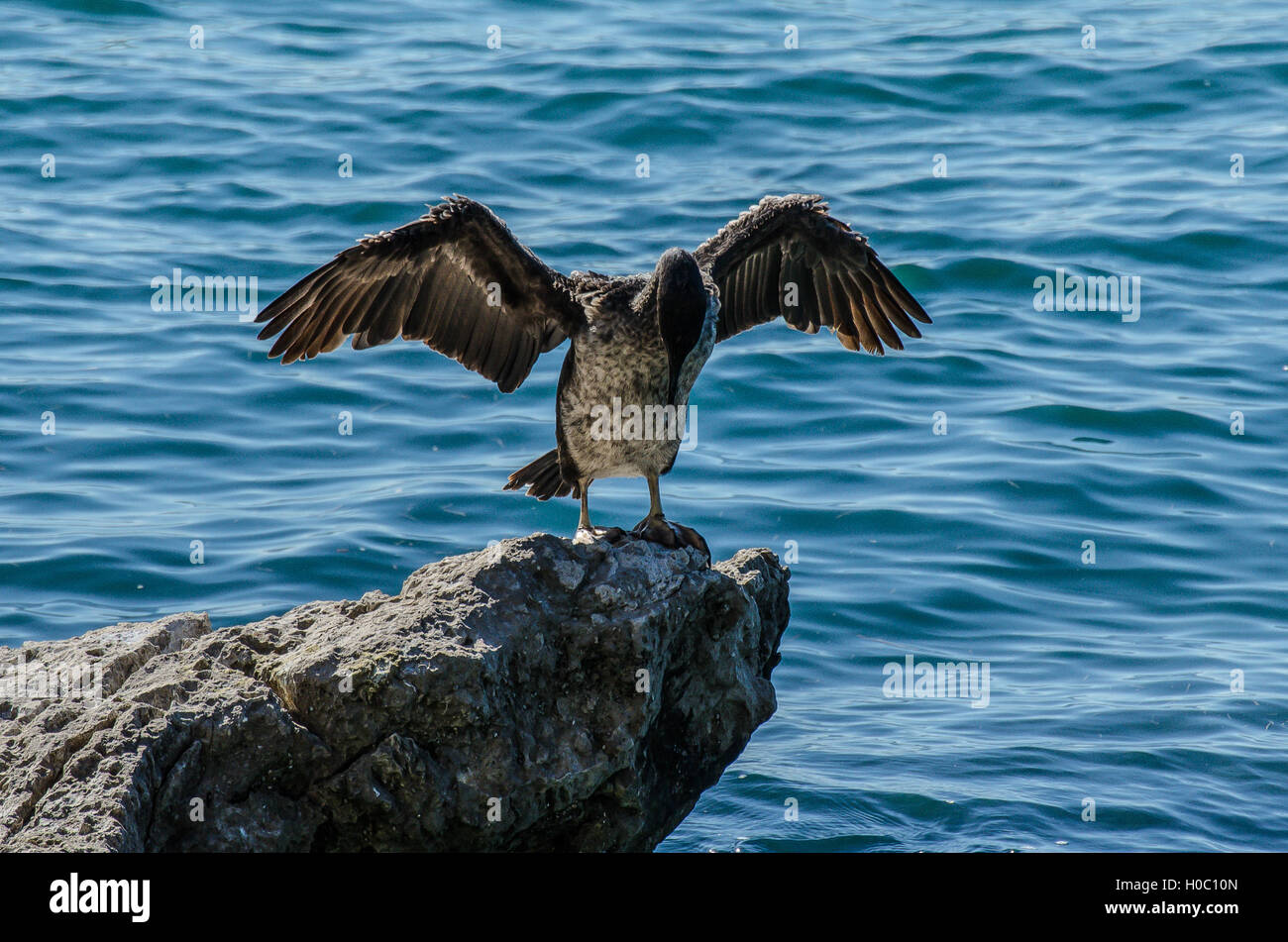 Gemeine kormorane -Fotos und -Bildmaterial in hoher Auflösung – Alamy
