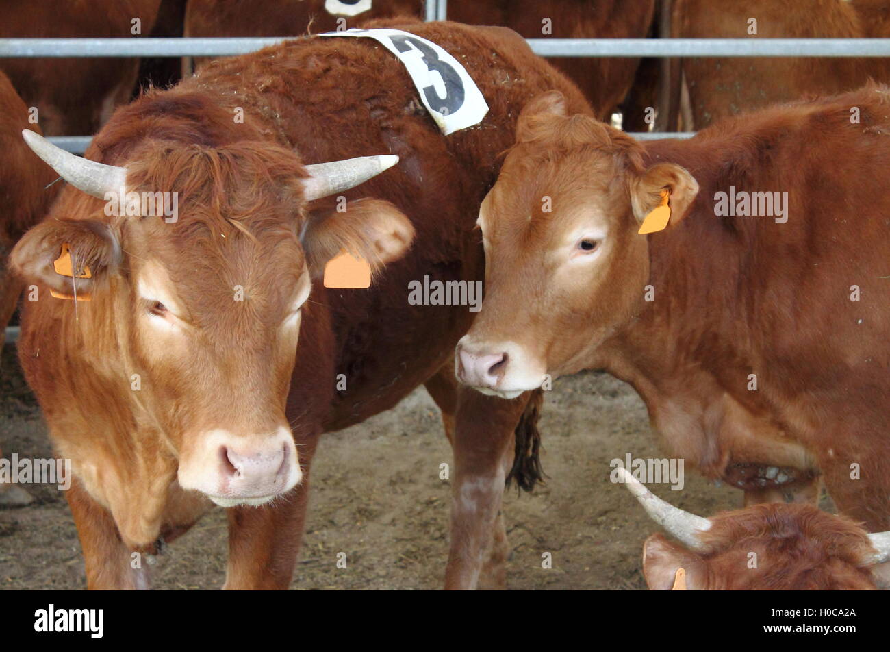 Braun cows -Fotos und -Bildmaterial in hoher Auflösung – Alamy