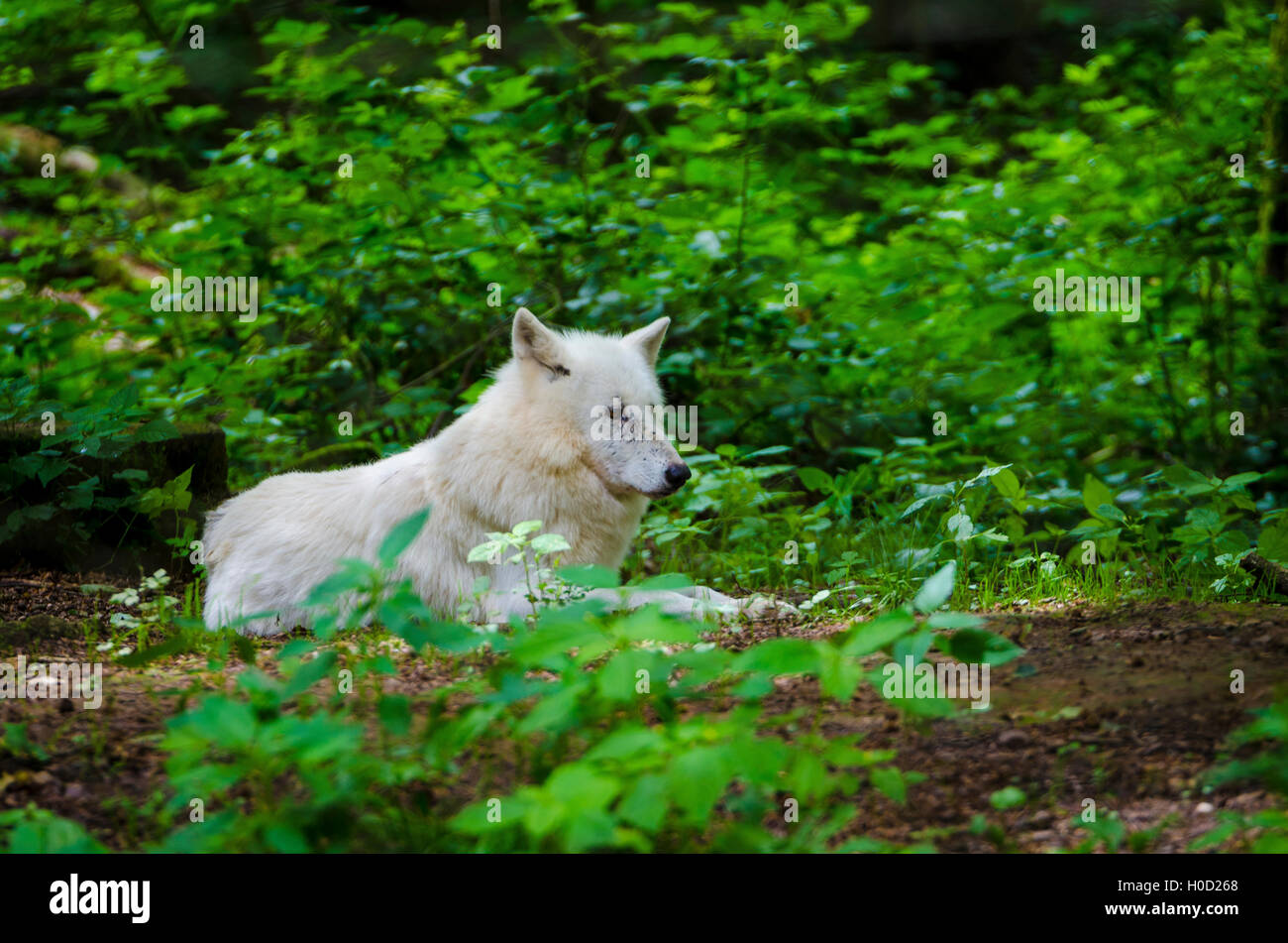 Werner wolf -Fotos und -Bildmaterial in hoher Auflösung – Alamy