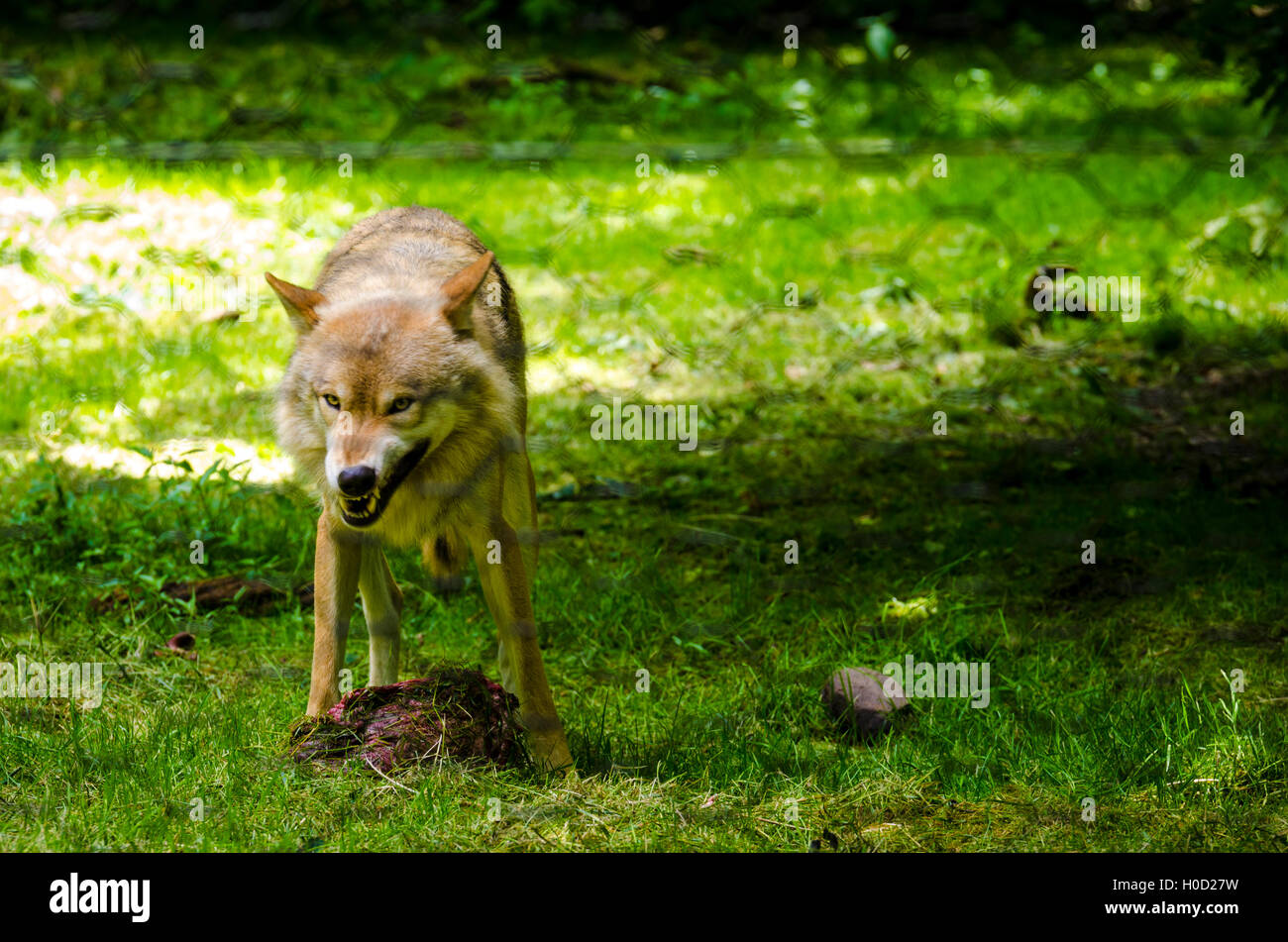 Werner wolf -Fotos und -Bildmaterial in hoher Auflösung – Alamy