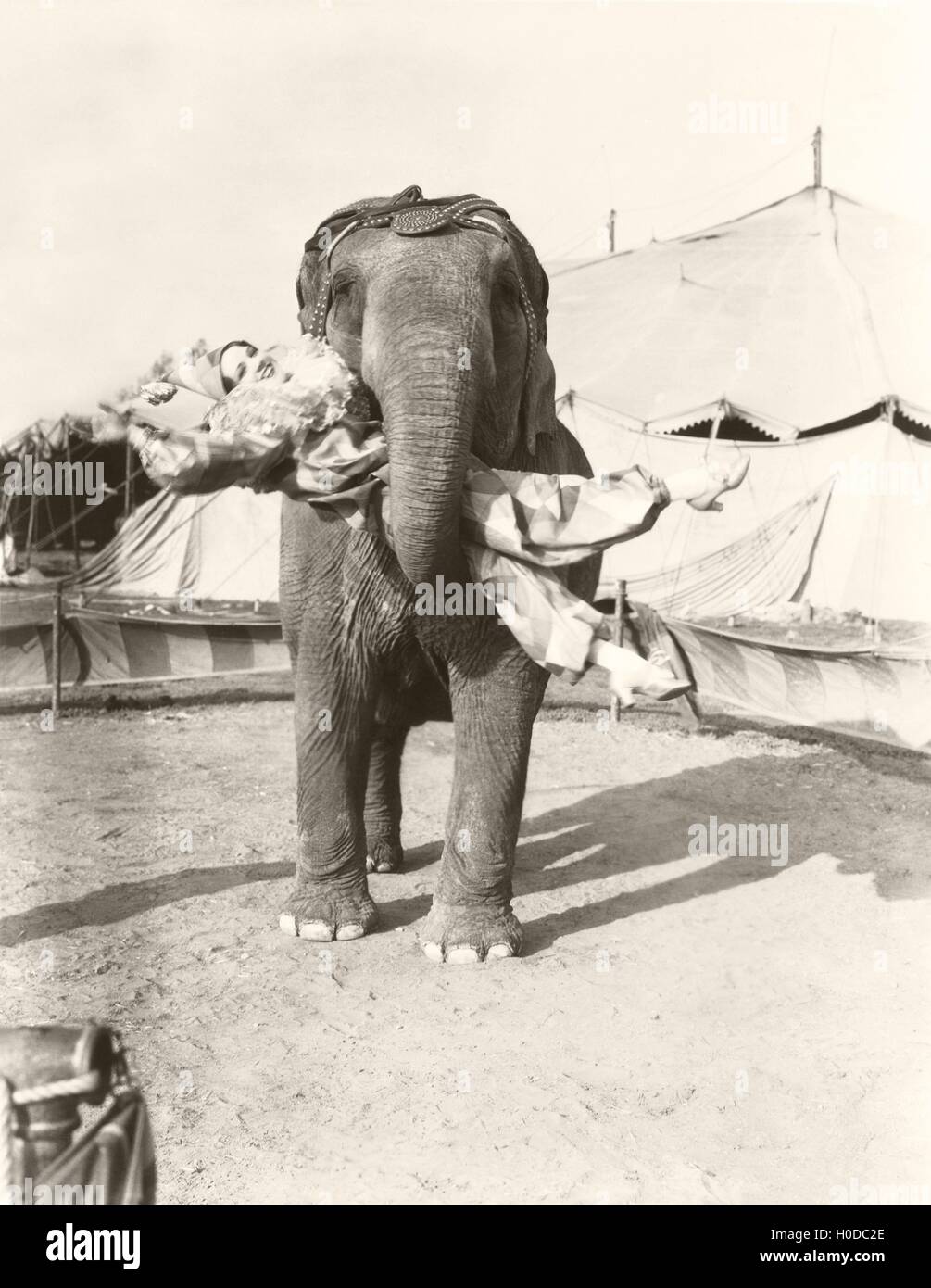 Circus elephant lifting -Fotos und -Bildmaterial in hoher Auflösung – Alamy