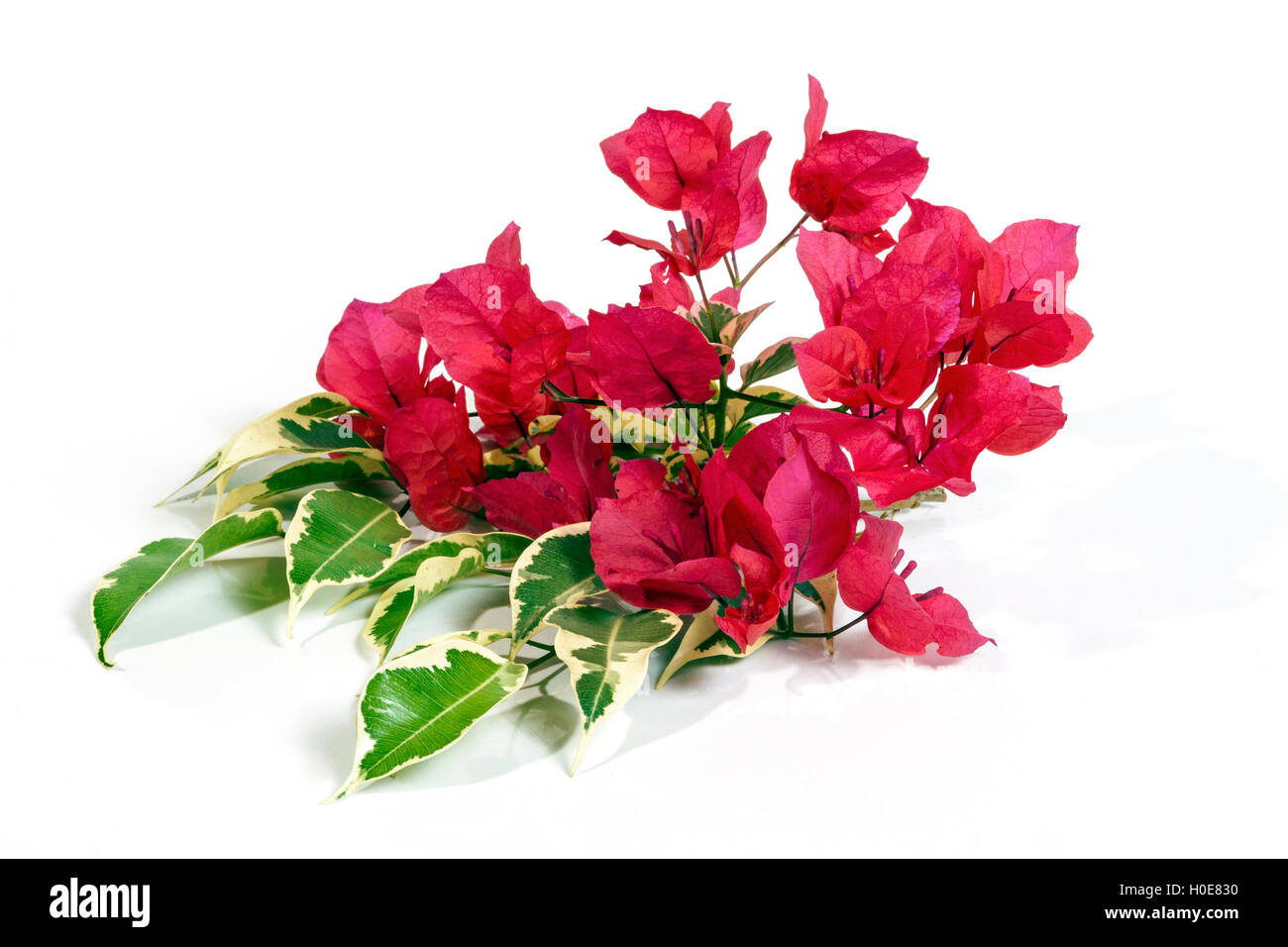 Studio gedreht Stiel dunkel rosa Bougainvillea Blumen mit bunten ...