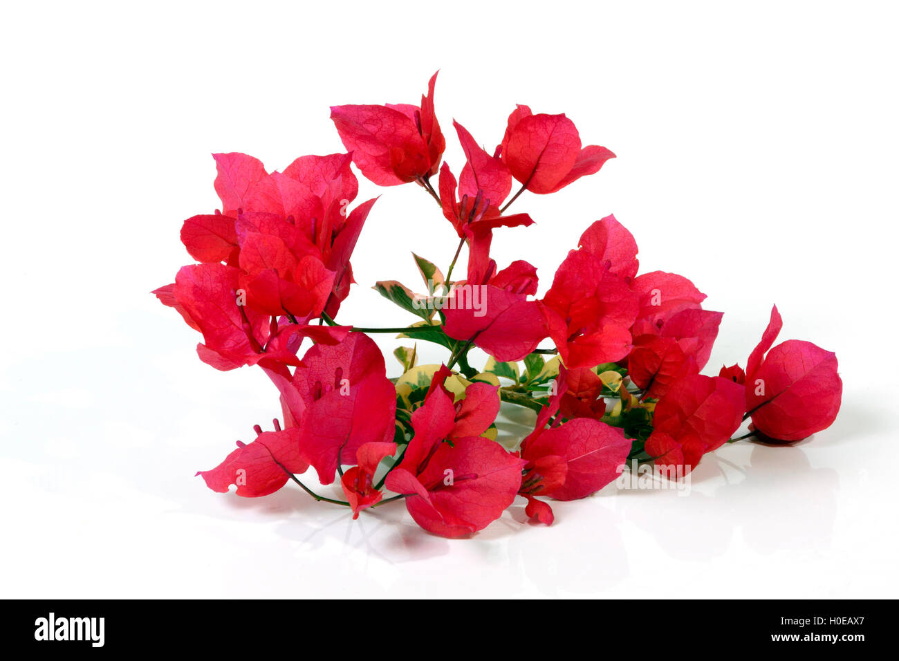 Studio gedreht Stiel dunkel rosa Bougainvillea Blumen mit bunten ...
