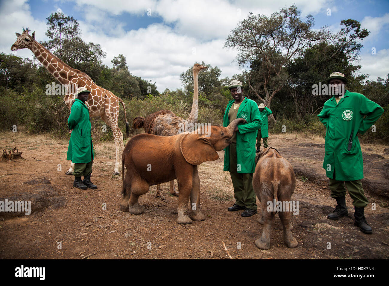 Nairobi, Kenia. 12. Sep, 2016. Elefant "Luggard" steht neben seiner ...