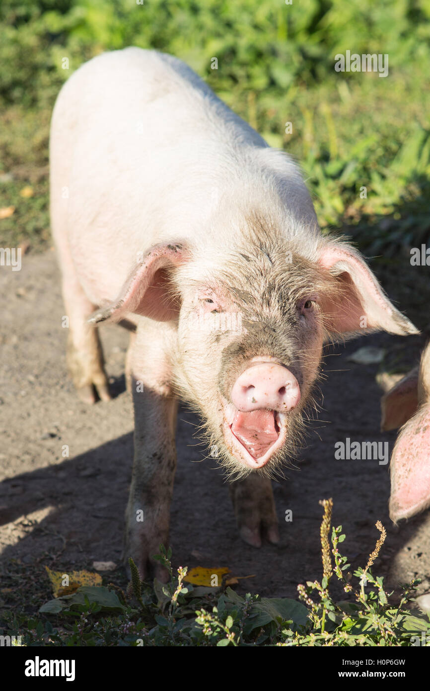 Schmutziges ferkel -Fotos und -Bildmaterial in hoher Auflösung – Alamy