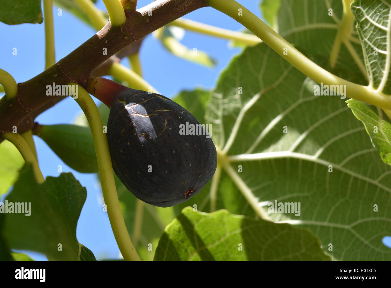 Edible fig ficus carica -Fotos und -Bildmaterial in hoher Auflösung – Alamy