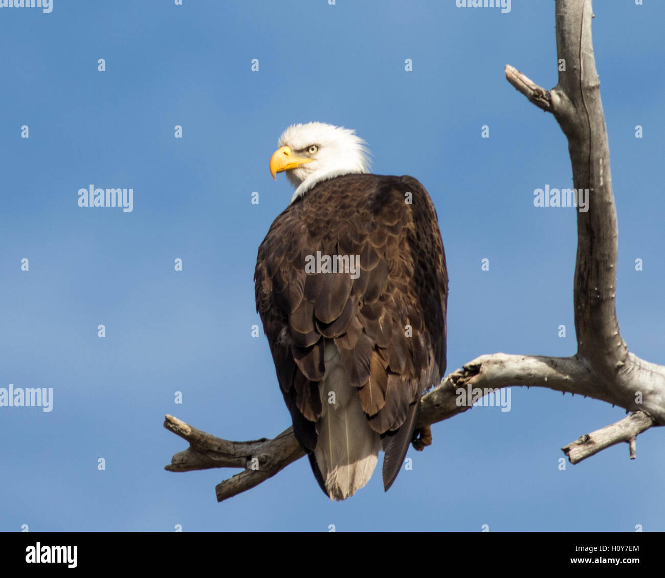 Adler mesa -Fotos und -Bildmaterial in hoher Auflösung – Alamy