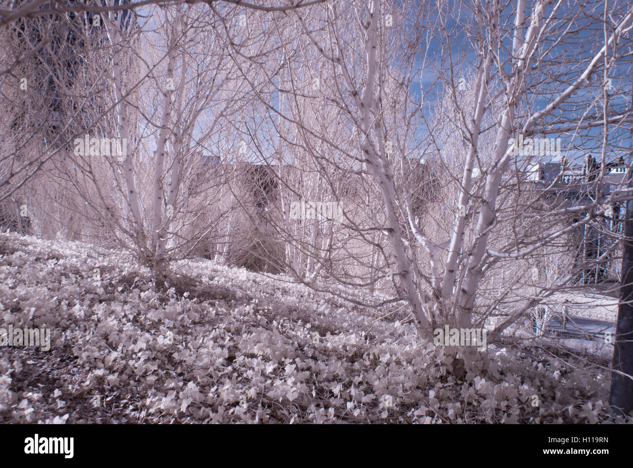 Infrared photography -Fotos und -Bildmaterial in hoher Auflösung – Alamy