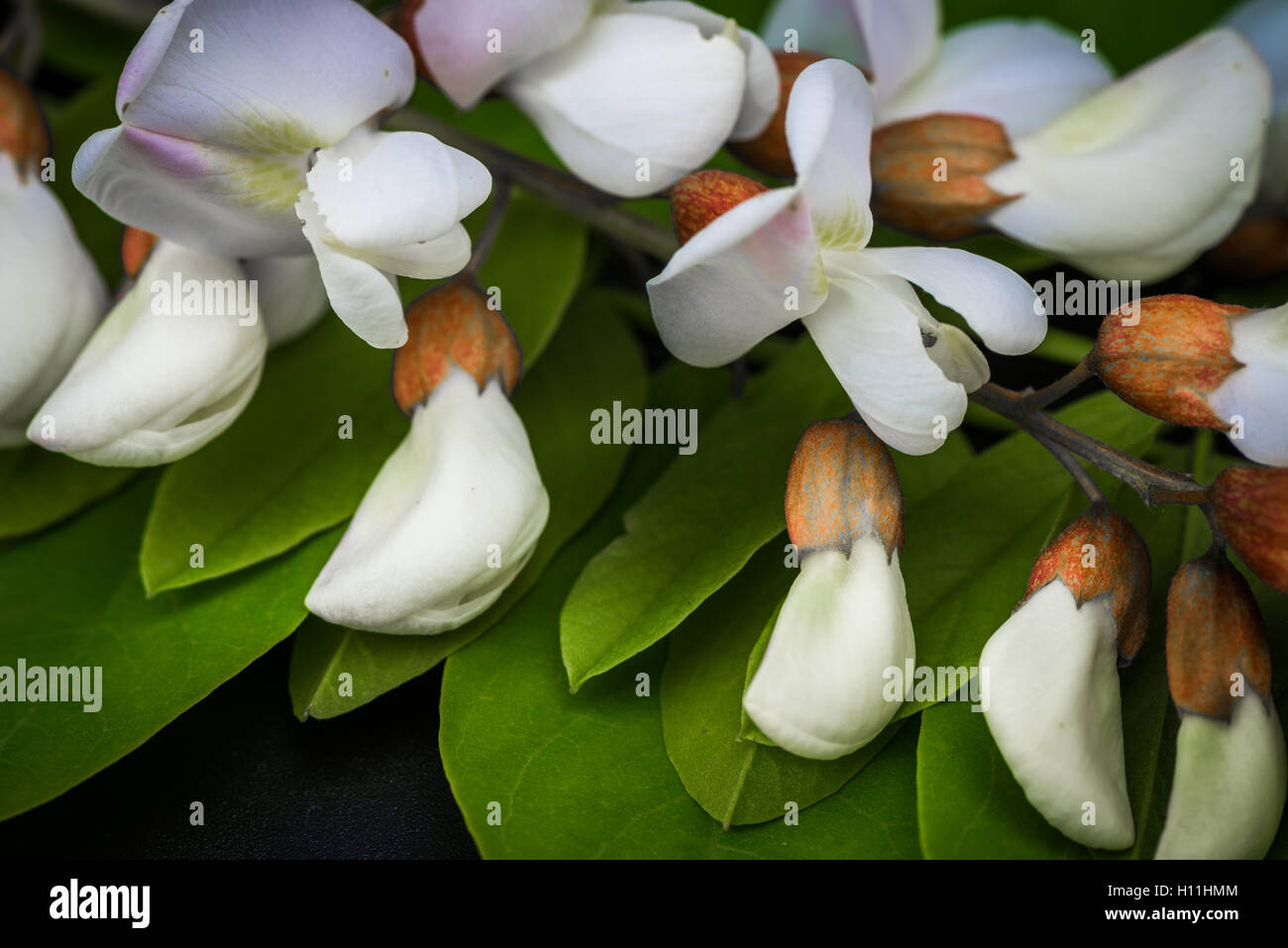 Blüten der Robinie Robinia pseudoacacia Stockfotografie - Alamy