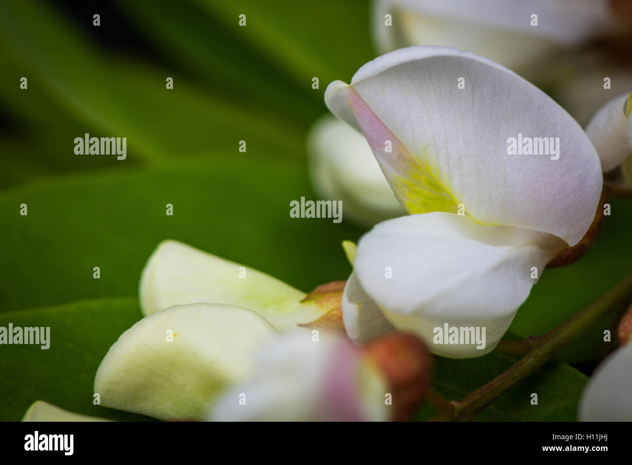 Blüten der Robinie Robinia pseudoacacia Stockfotografie - Alamy