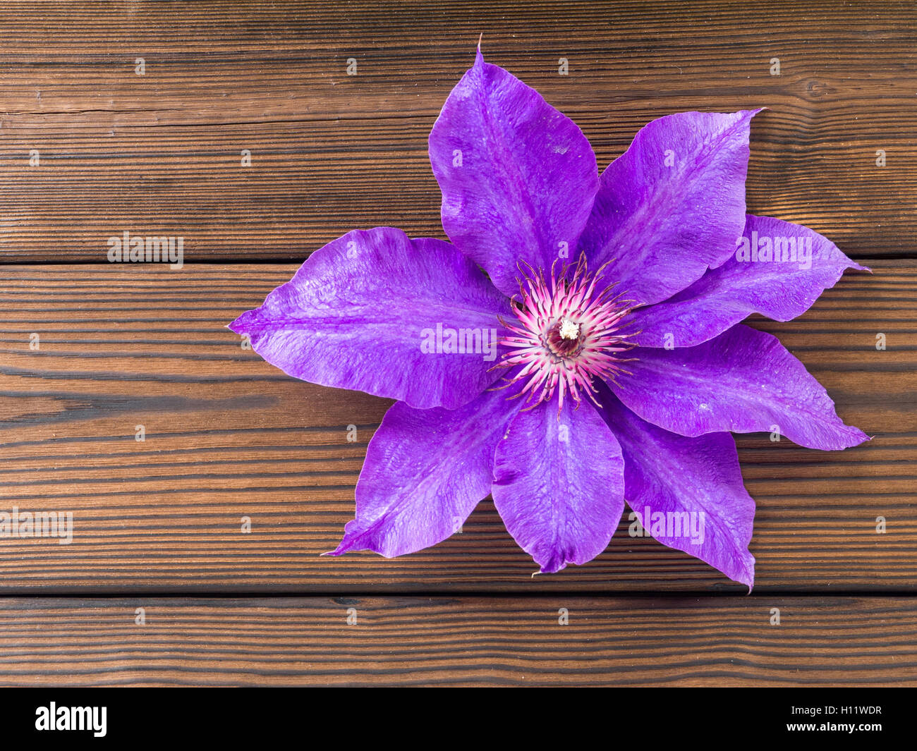 Blaue und violette blume Stockfotos und -bilder Kaufen - Alamy