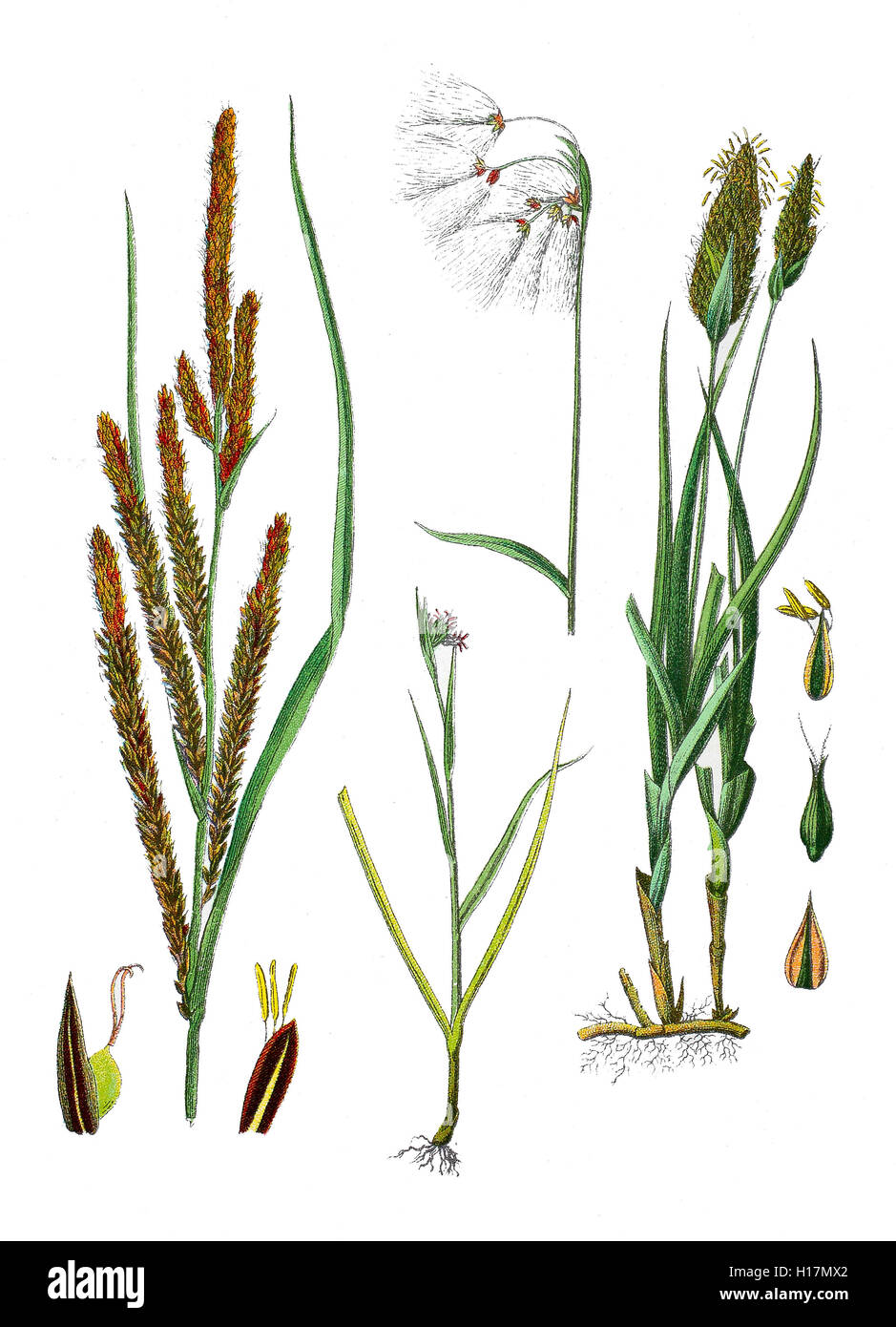 Zierliche Segge, Schlank-Segge Auch Spitzsegge, Carex Acuta; Sy Carex ...
