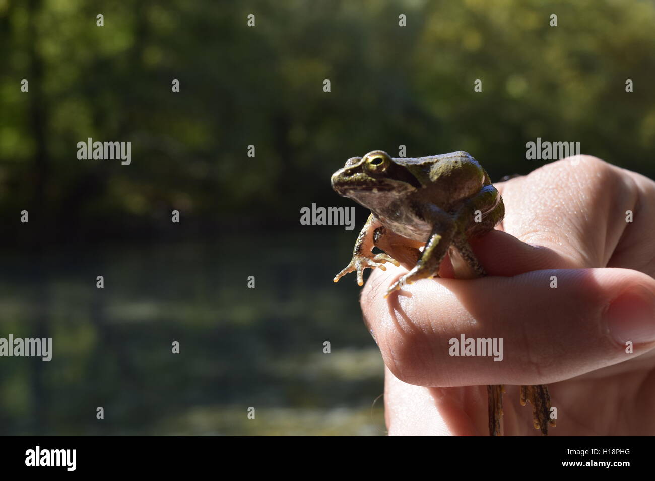 Nahaufnahme Von Frosch In Der Hand Stockfotos und -bilder Kaufen - Alamy