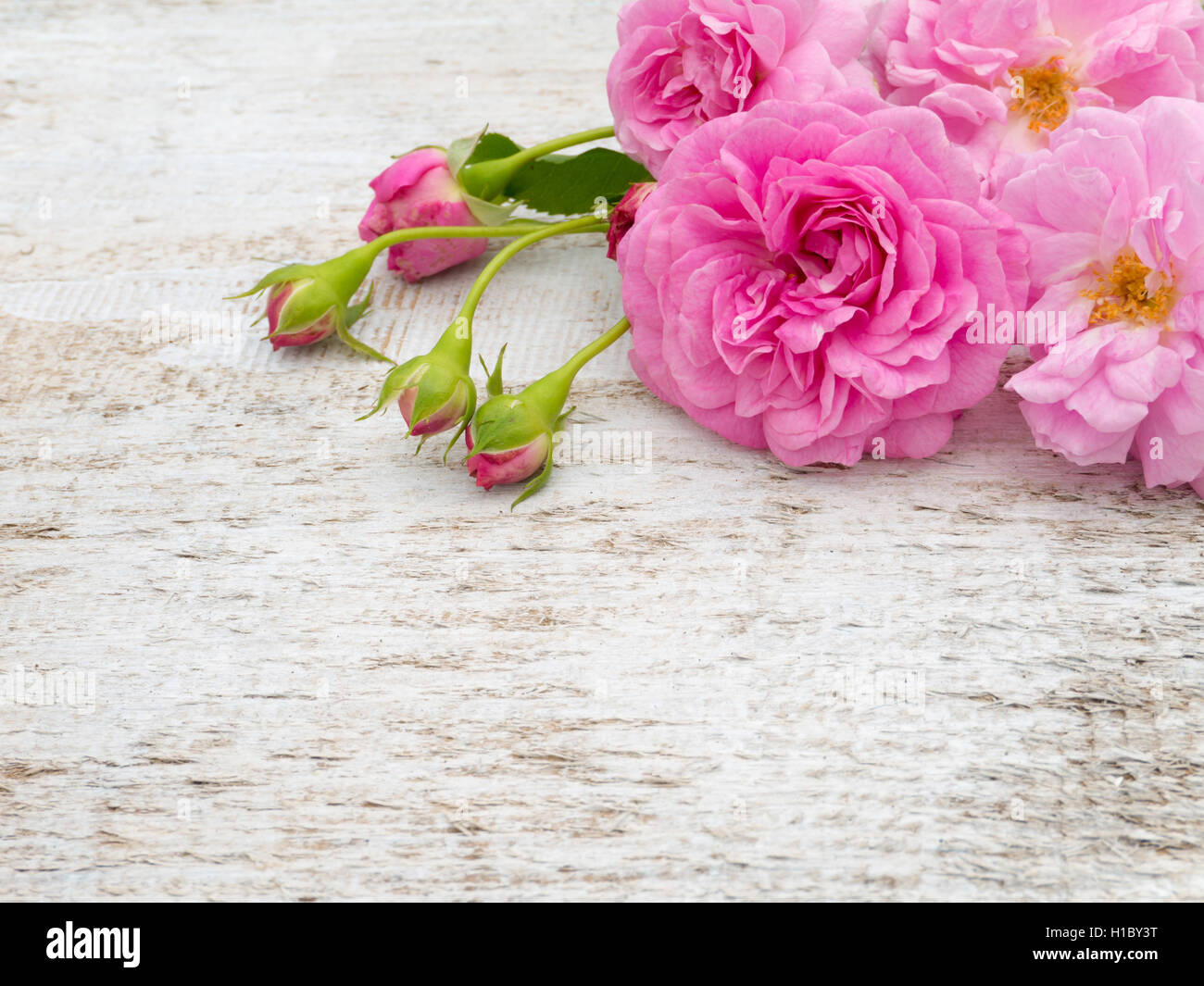 Rosa, Doppel-Rosen und Knospen auf dem weißen Hintergrund rustikal Stockfotografie - Alamy