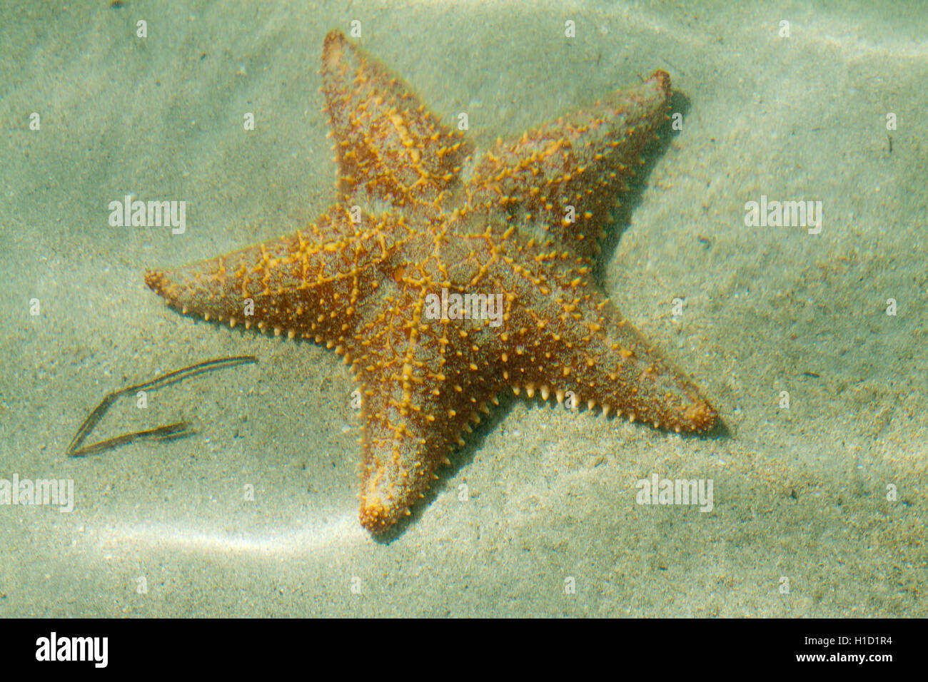 Unterwasser Seestern, Karibik Stockfotografie - Alamy