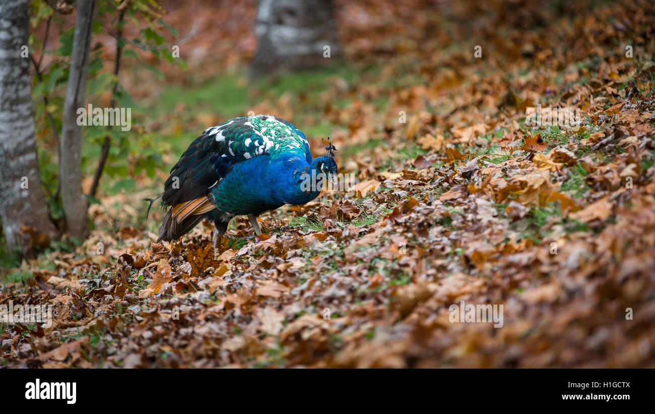 Pfauen, die erlaubt, einen Wildpark, auf der Suche nach Nahrung in den ...
