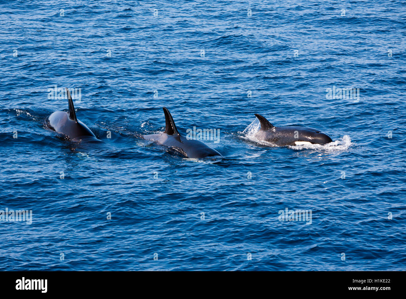 Orca schwertwal -Fotos und -Bildmaterial in hoher Auflösung – Alamy