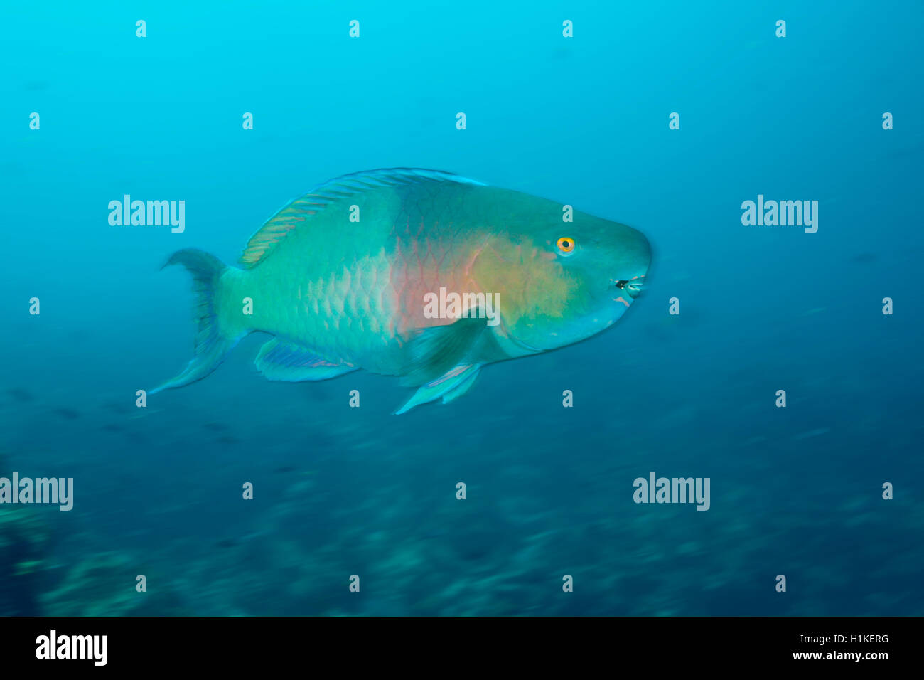 Papageienfisch isabela insel -Fotos und -Bildmaterial in hoher ...