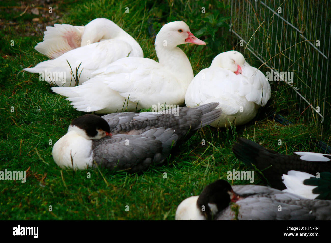 Enten vogel -Fotos und -Bildmaterial in hoher Auflösung – Alamy