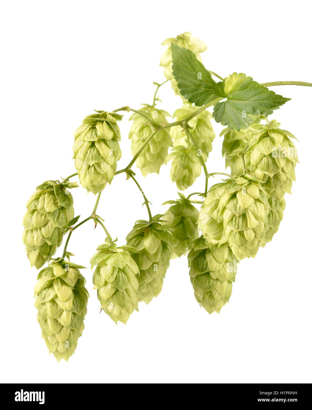 Hopfen Hintergrund Stockfotos und -bilder Kaufen - Alamy